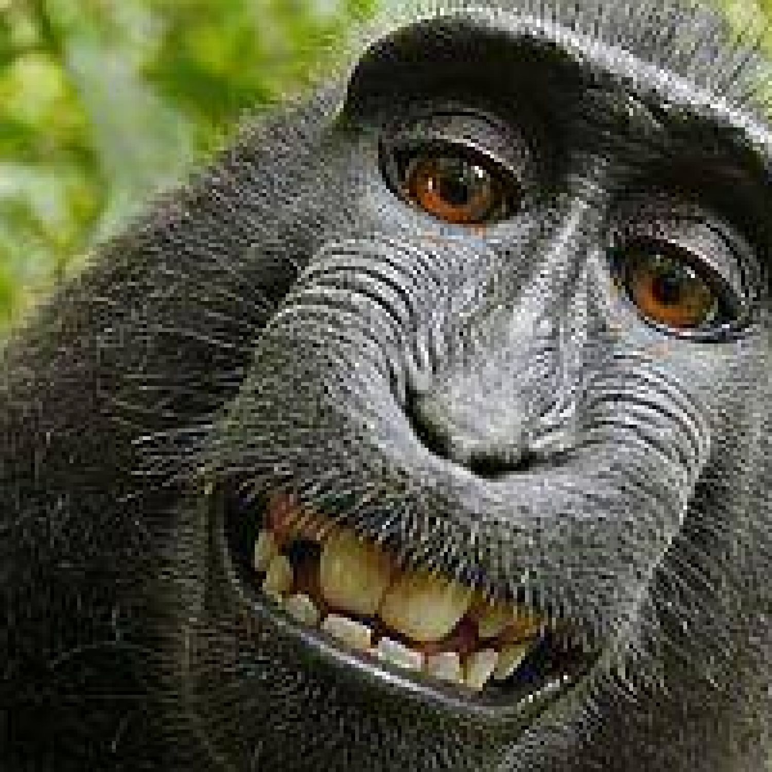 Insólito: "selfie" de un mono causa furor y una batalla judicial
