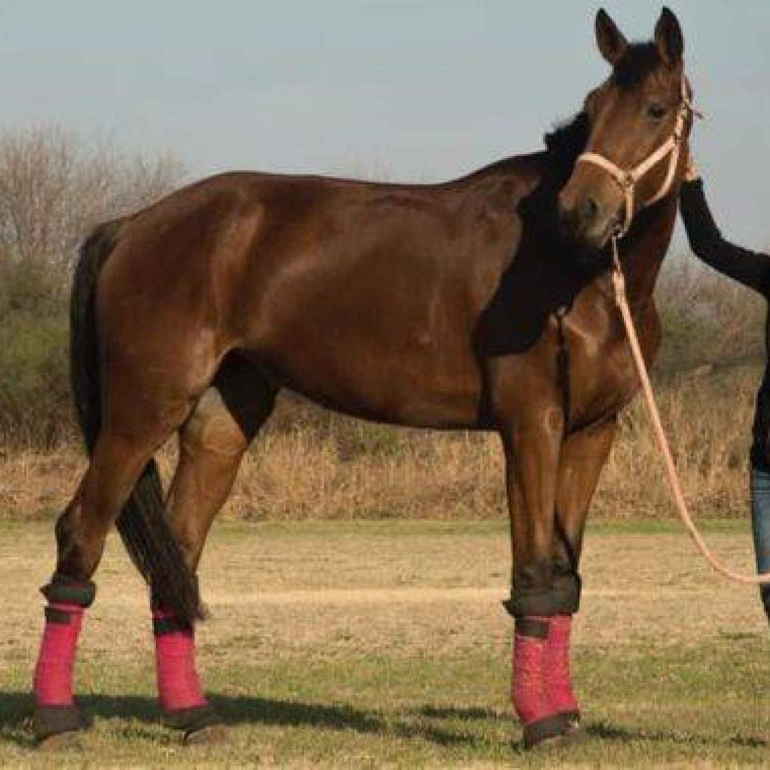La conjunción del caballo con el ser humano como terapia es la noble ...