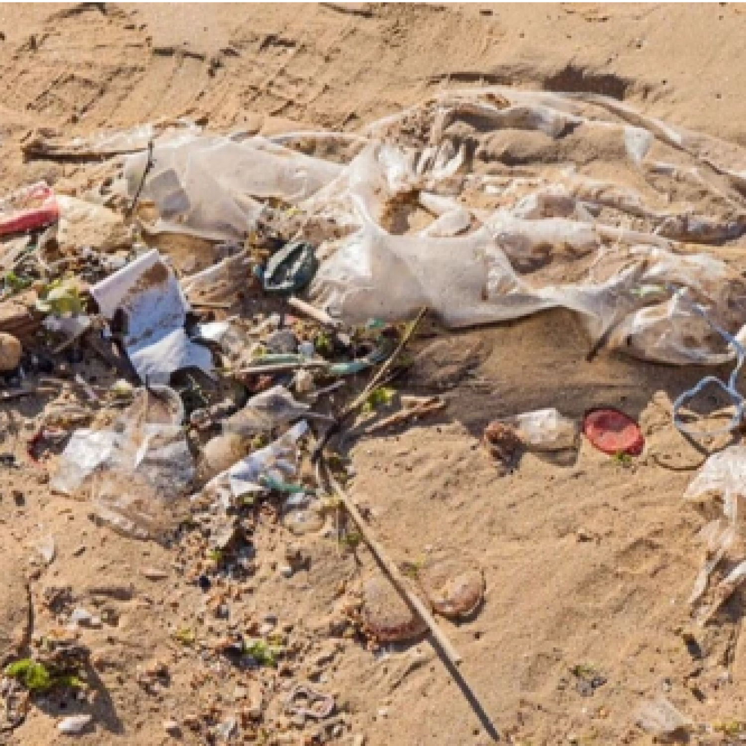 Más del 70% de los residuos hallados en la costa bonaerense son plásticos