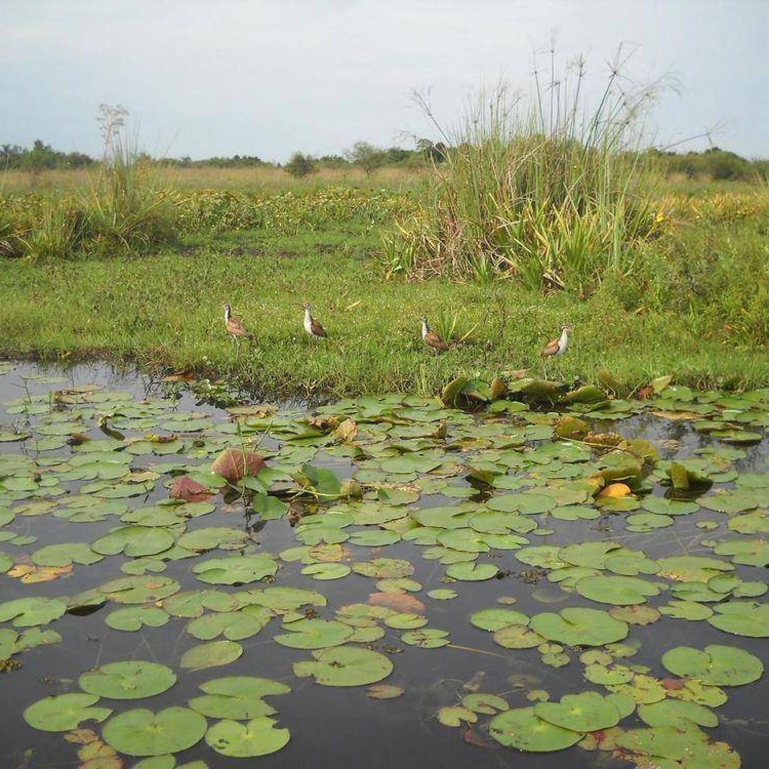 La Reserva Provincial del Iberá celebra 30 años desde su creación