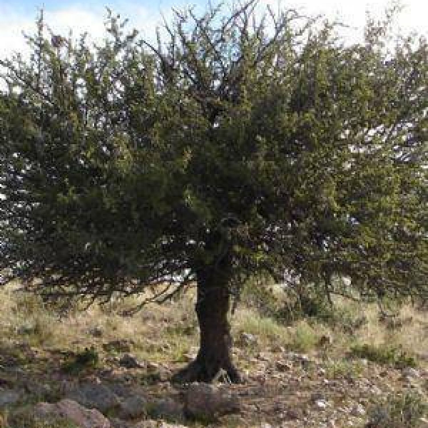 Proponen designar como árbol histórico al mistol